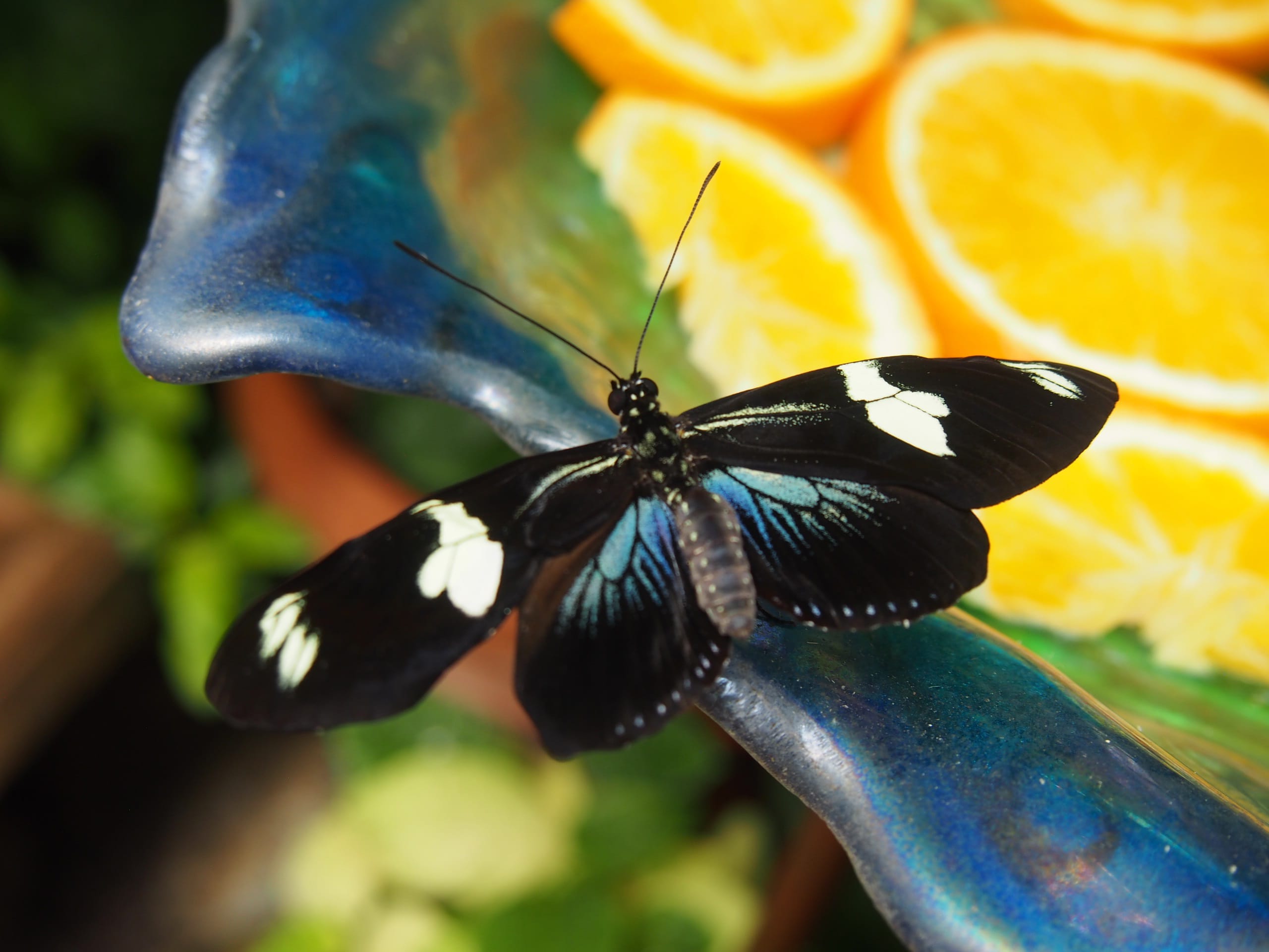 Tucson Botanical Gardens annual butterfly exhibit returns with colorful ...