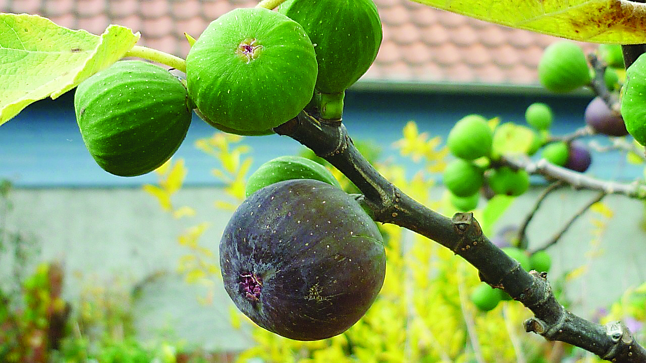 Each under their own fig tree … easy to grow in Tucson | AZ Jewish Post