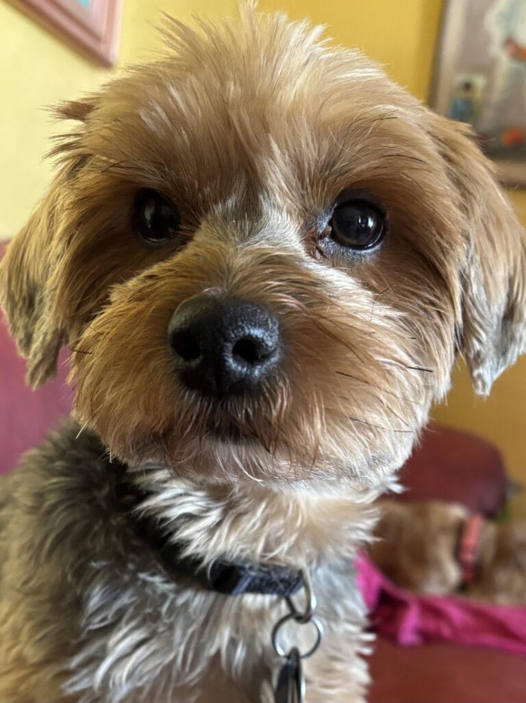 Reliving COVID with Farfel: The Importance of a Dog for This Older ...